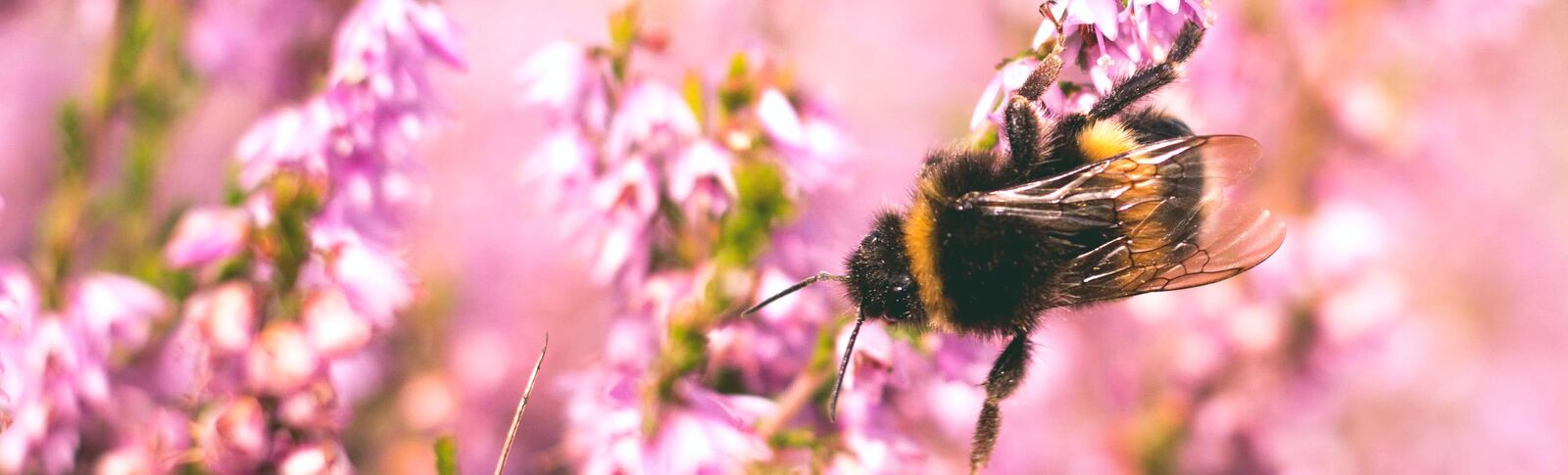 Pollinator Resources - West of England Combined Authority