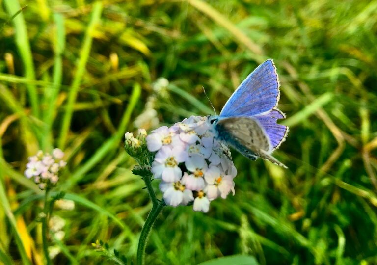 Nature recovery projects - West of England Combined Authority